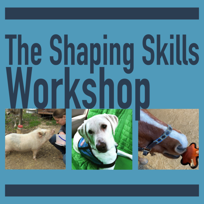 Behavior Explorer – Discovering more about human and animal behavior